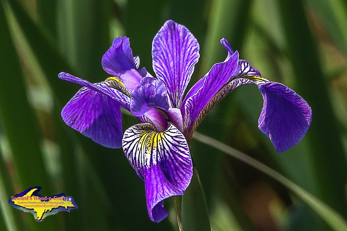 Flower Iris -0253 – Seward's Wood-n-Crafts/Michigan Photography/Yooper ...