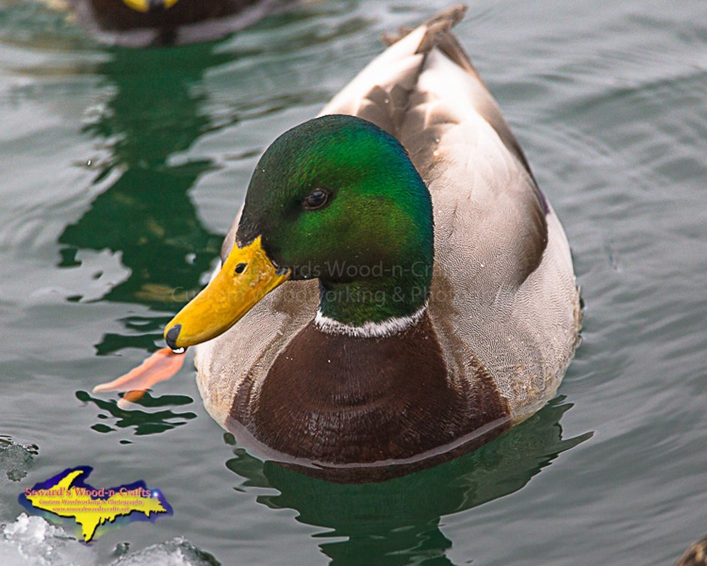 Wildlife Photography Mallard Duck -7096 – Seward's Wood-n-Crafts ...