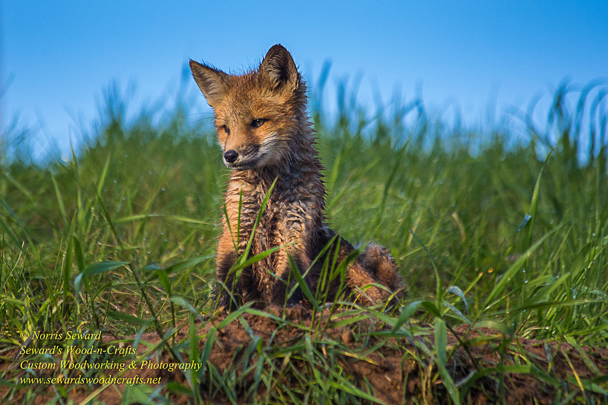 Michigan Wildlife Photography Red Fox -8967 – Seward's Wood-n-Crafts ...