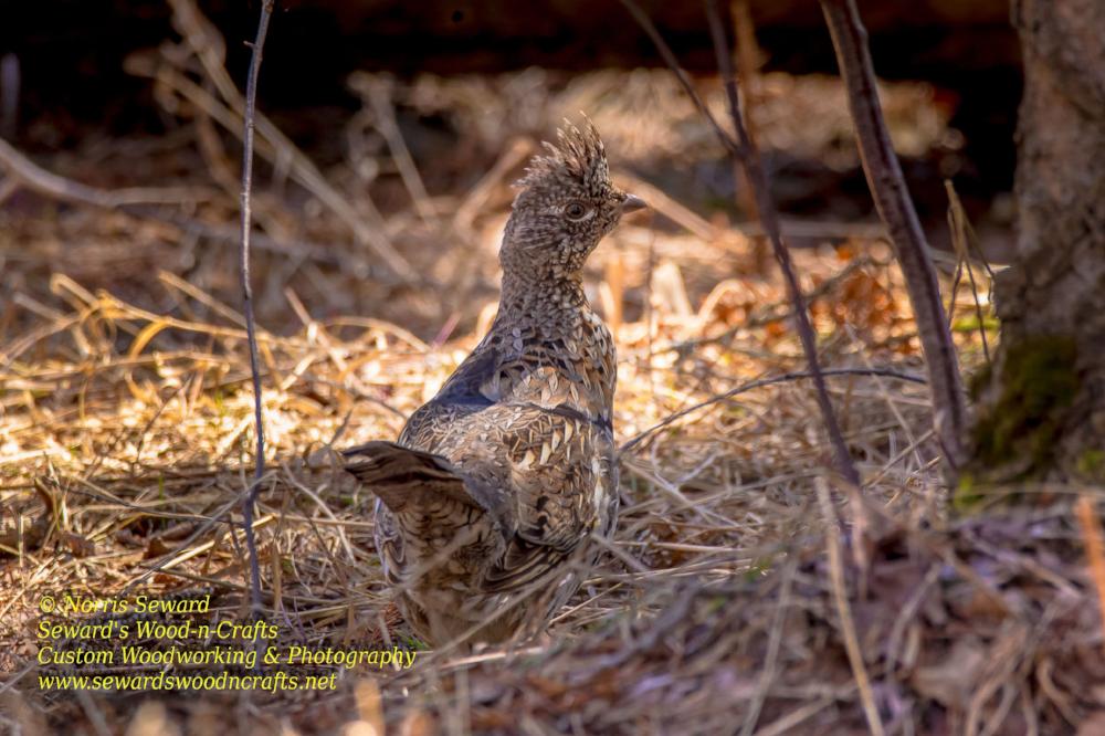 Michigan Wildlife Ruffed Grouse (Partridge)-9203 – Seward's Wood-n ...